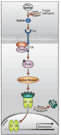 Neal Silverman | Profiles RNS