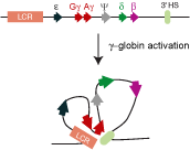 Job Dekker | Profiles RNS